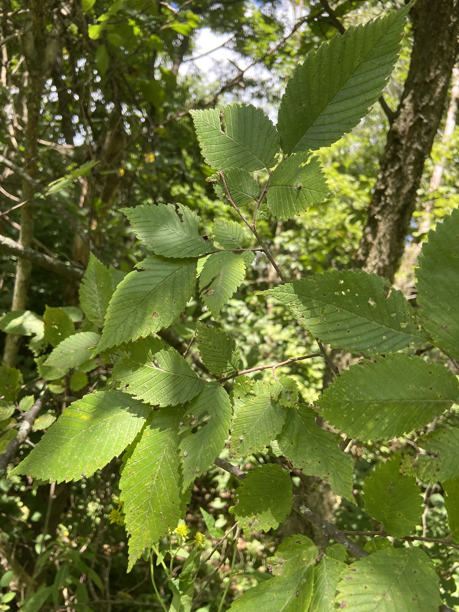 Trees – Lizzy's Ohio Plants Website
