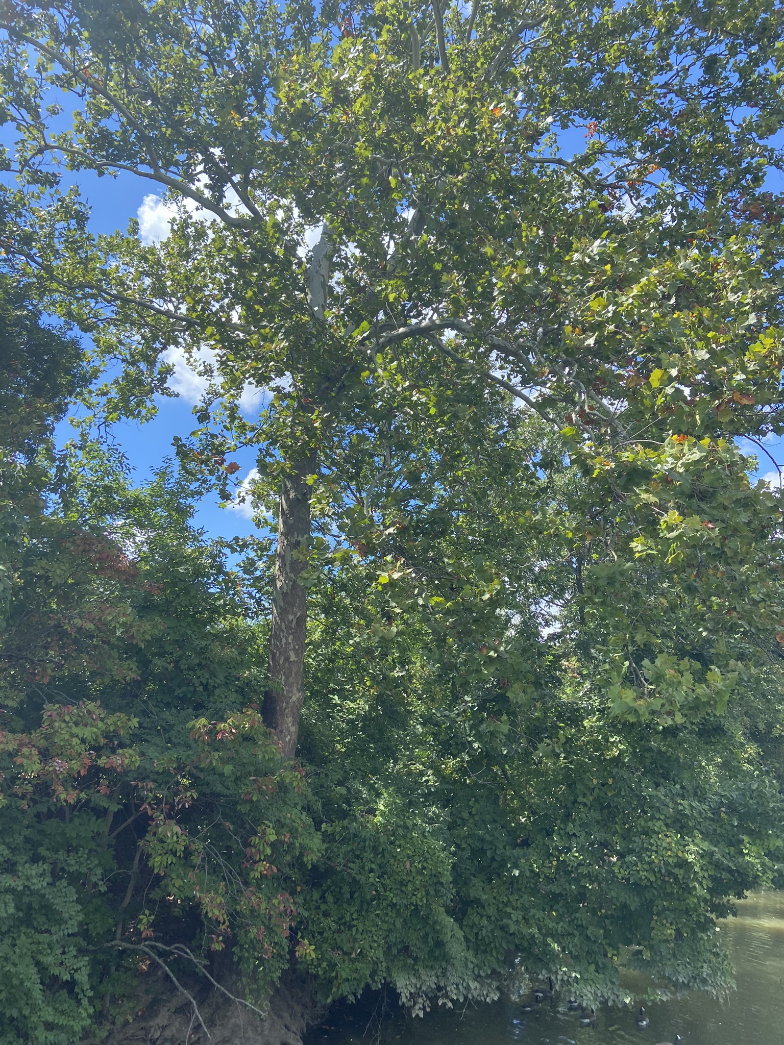 Trees – Lizzy's Ohio Plants Website