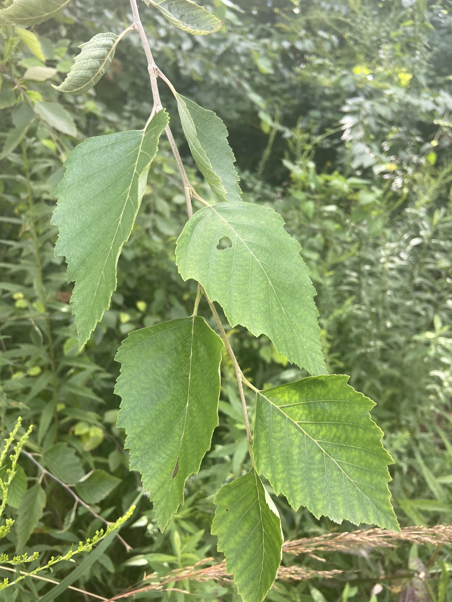 Lower Olentangy Ecosystem Restoration Plants – Lizzy's Ohio Plants Website