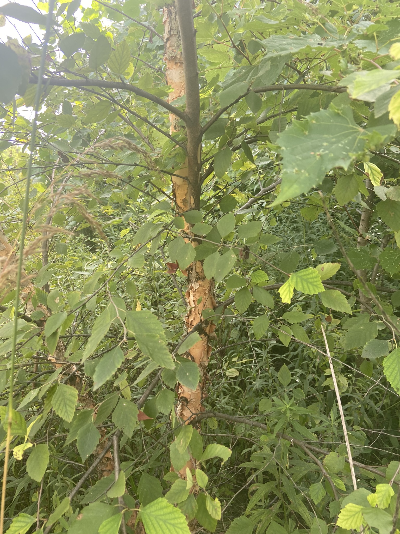 Lower Olentangy Ecosystem Restoration Plants – Lizzy's Ohio Plants Website