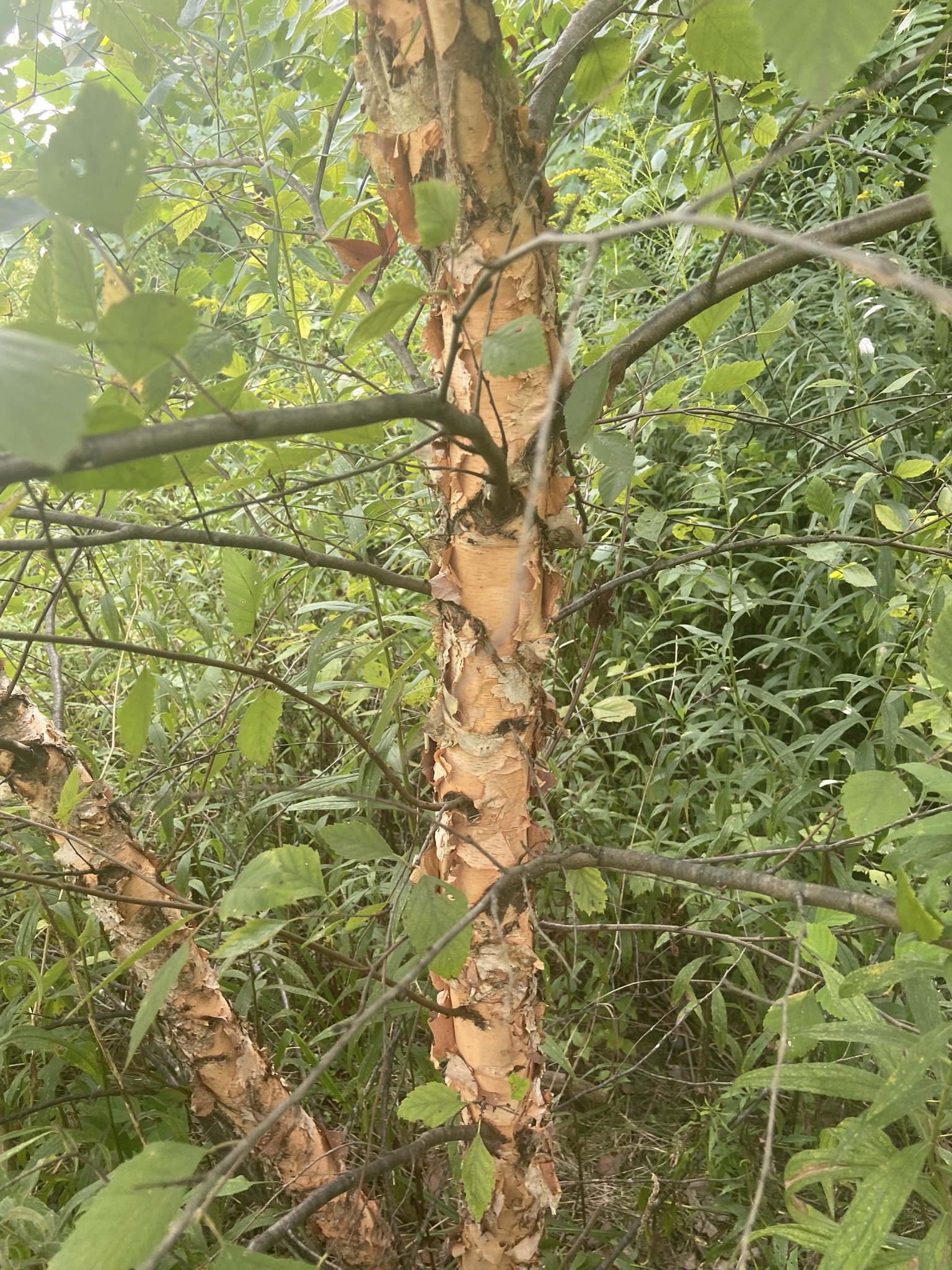 Lower Olentangy Ecosystem Restoration Plants – Lizzy's Ohio Plants Website