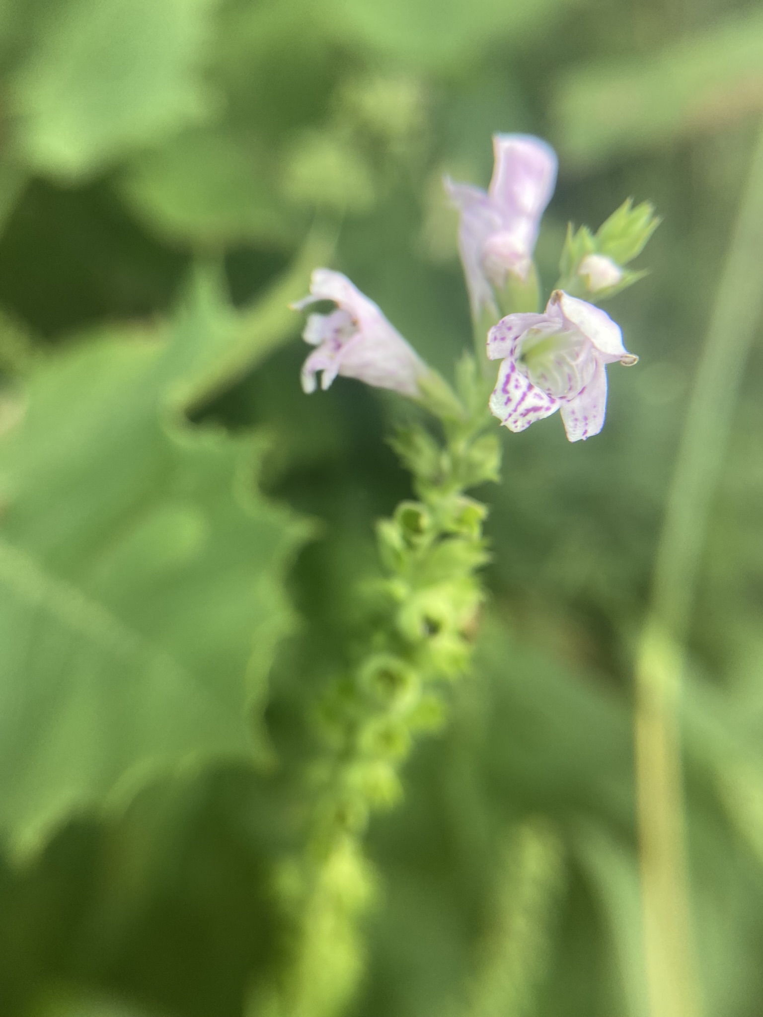 Lower Olentangy Ecosystem Restoration Plants – Lizzy's Ohio Plants Website