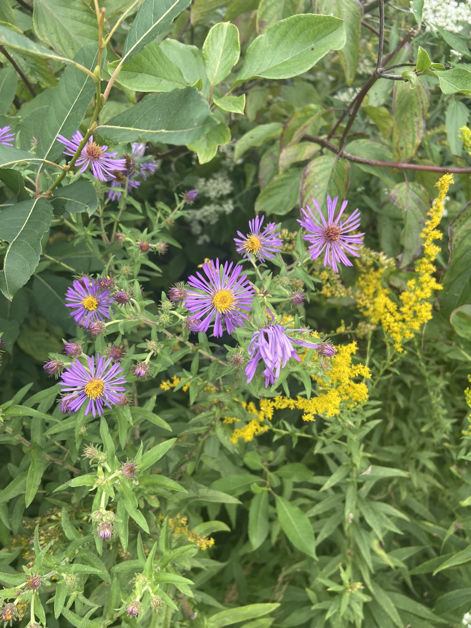 Lower Olentangy Ecosystem Restoration Plants – Lizzy's Ohio Plants Website