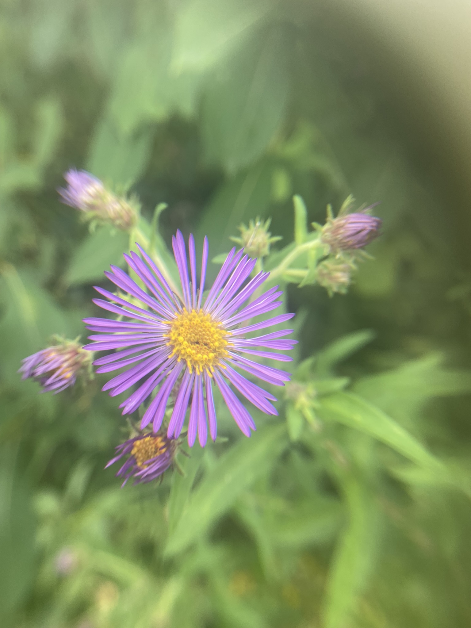 Lower Olentangy Ecosystem Restoration Plants – Lizzy's Ohio Plants Website