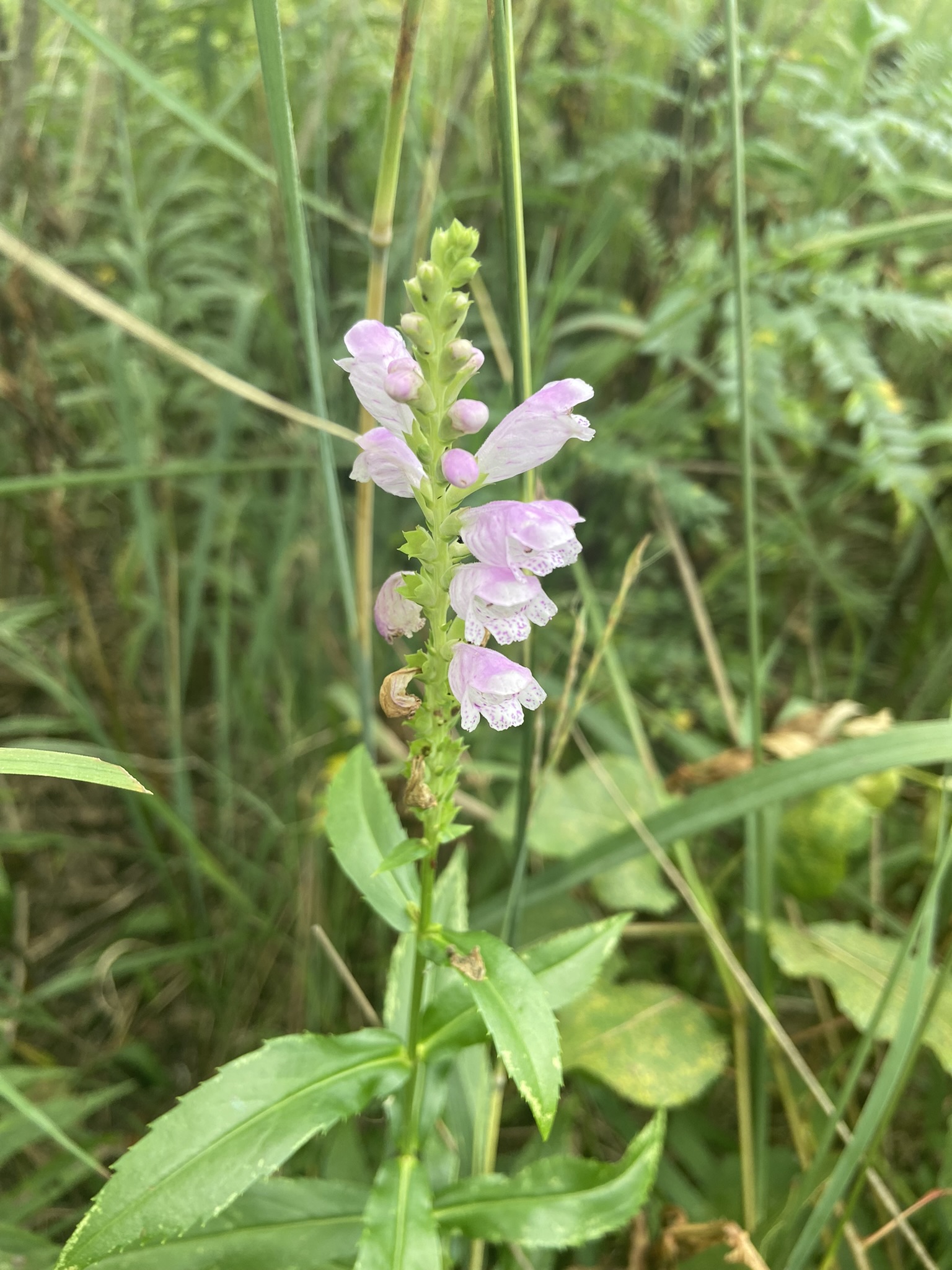 Lower Olentangy Ecosystem Restoration Plants – Lizzy's Ohio Plants Website