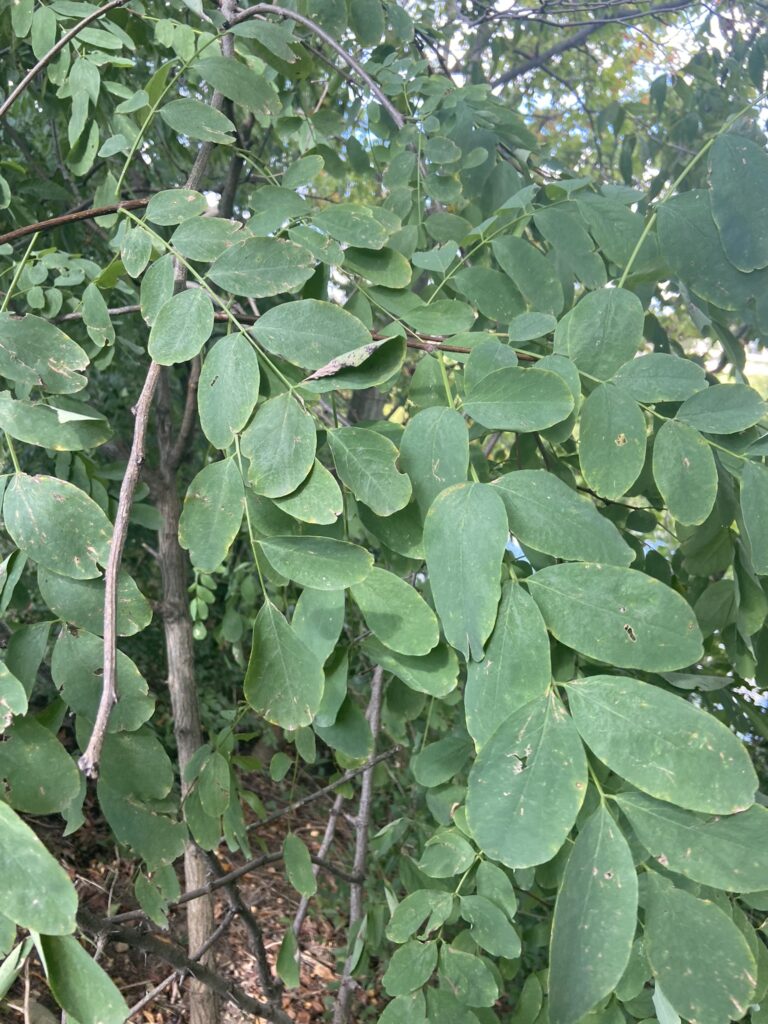 Lower Olentangy Ecosystem Restoration Plants – Lizzy's Ohio Plants Website