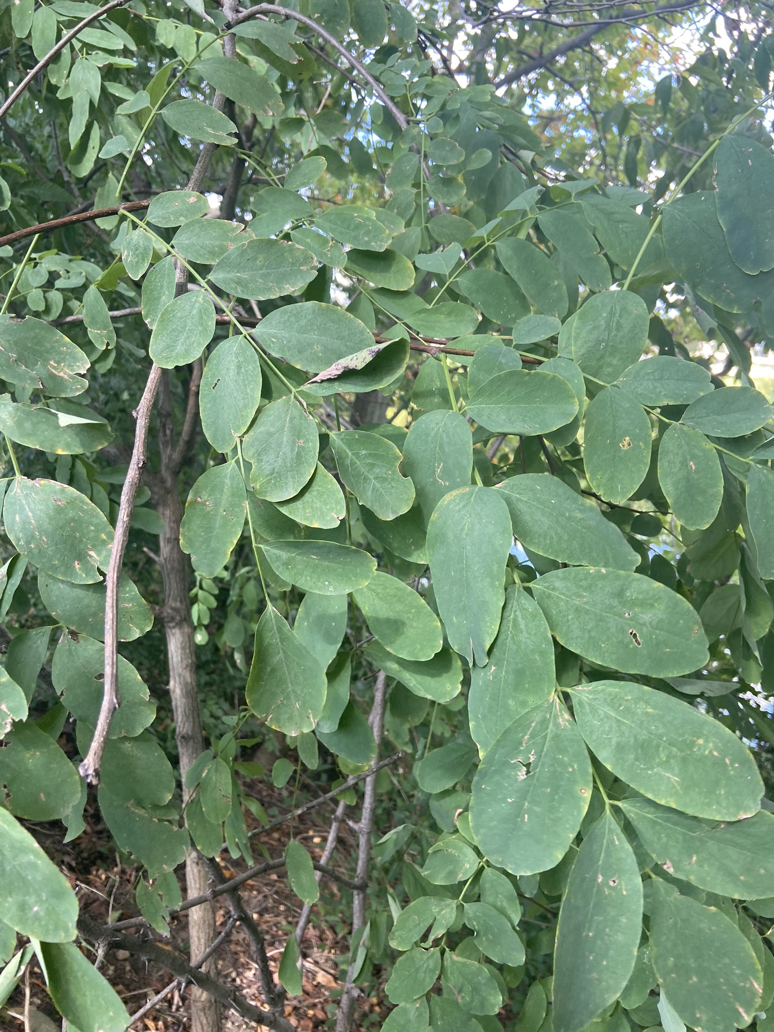 Lower Olentangy Ecosystem Restoration Plants – Lizzy's Ohio Plants Website