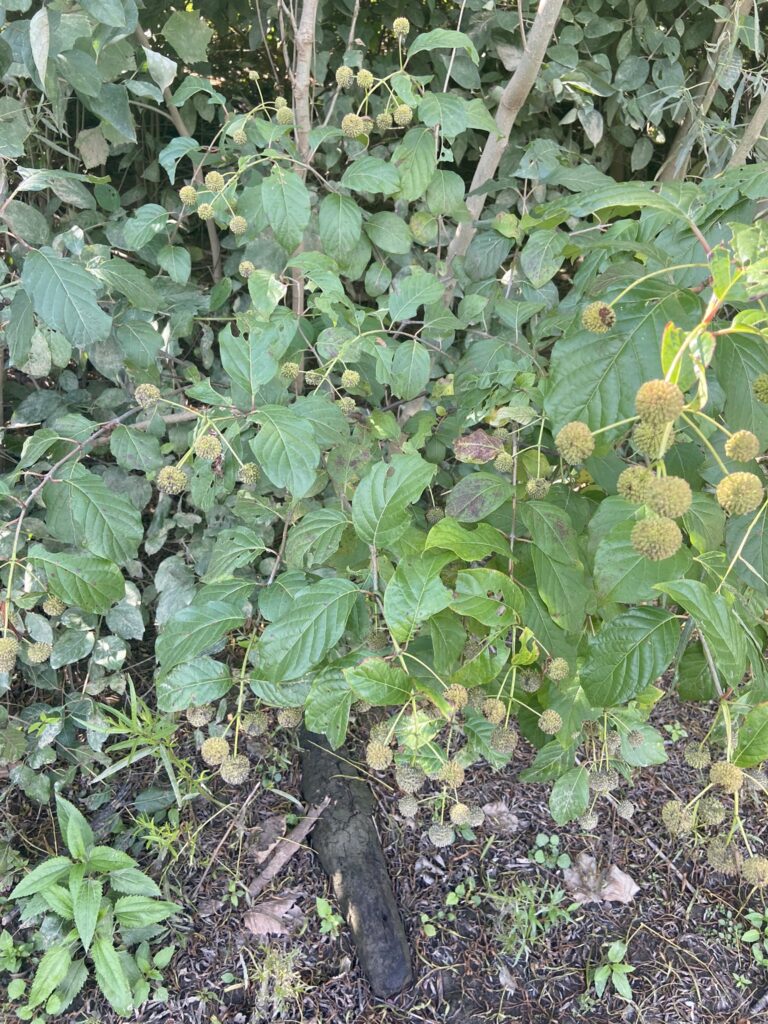 Lower Olentangy Ecosystem Restoration Plants – Lizzy's Ohio Plants Website