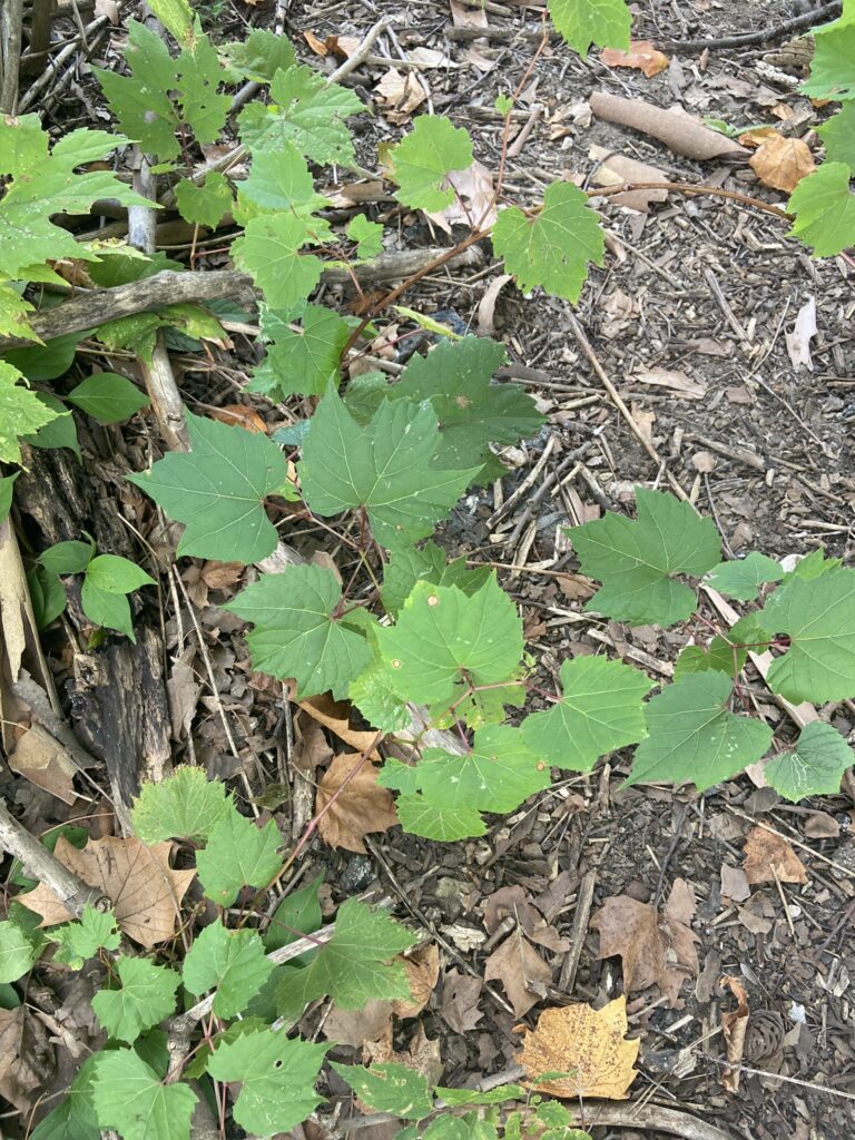 Lower Olentangy Ecosystem Restoration Plants – Lizzy's Ohio Plants Website