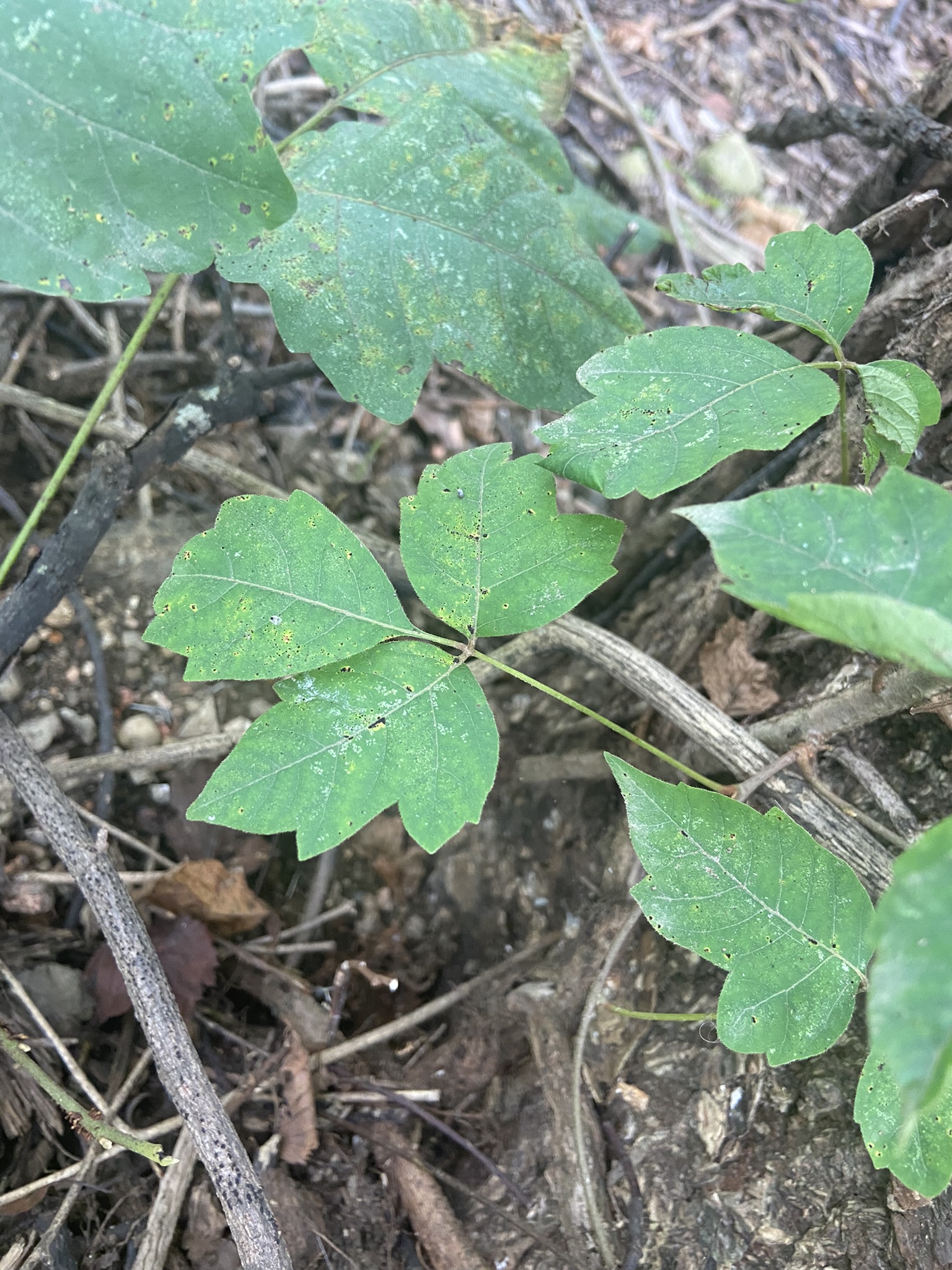 Lower Olentangy Ecosystem Restoration Plants – Lizzy's Ohio Plants Website
