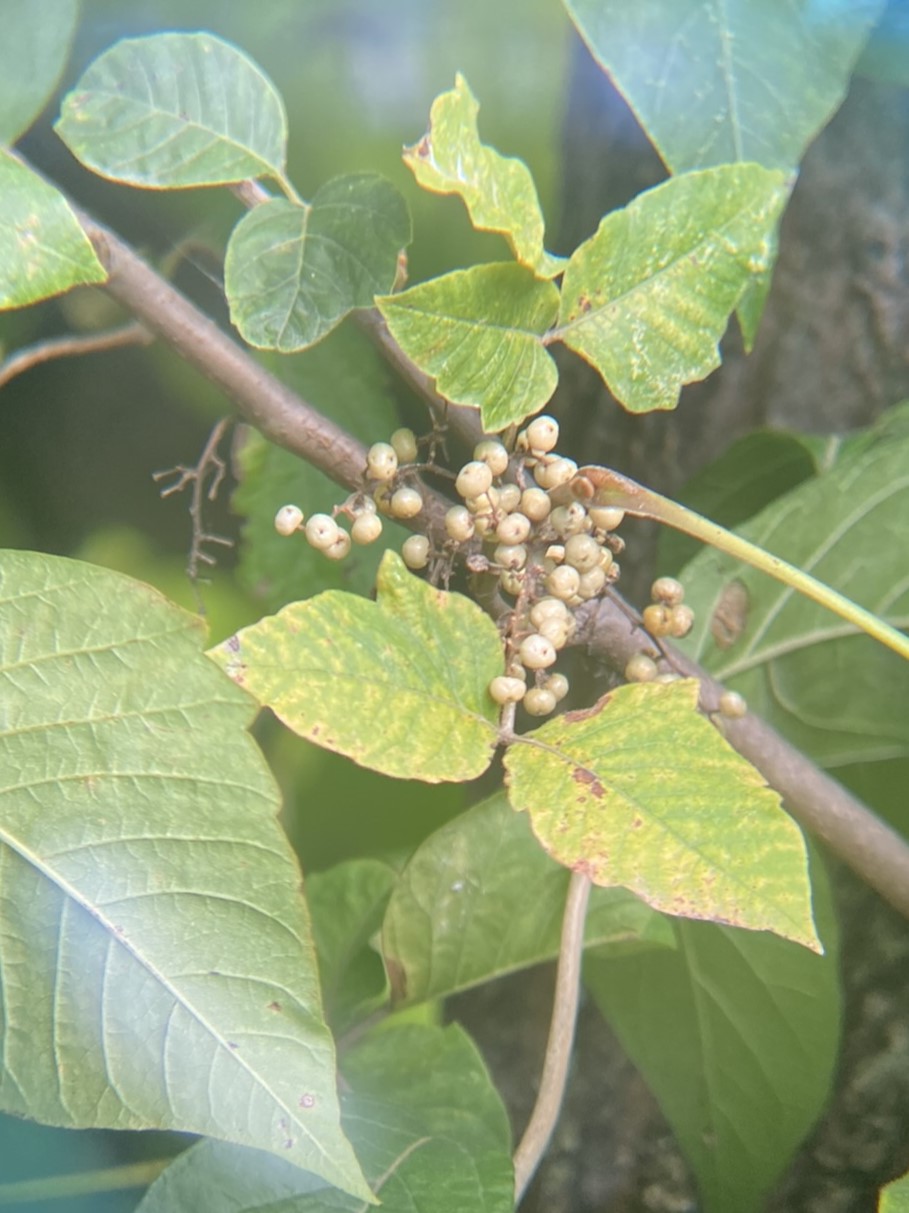 Lower Olentangy Ecosystem Restoration Plants – Lizzy's Ohio Plants Website