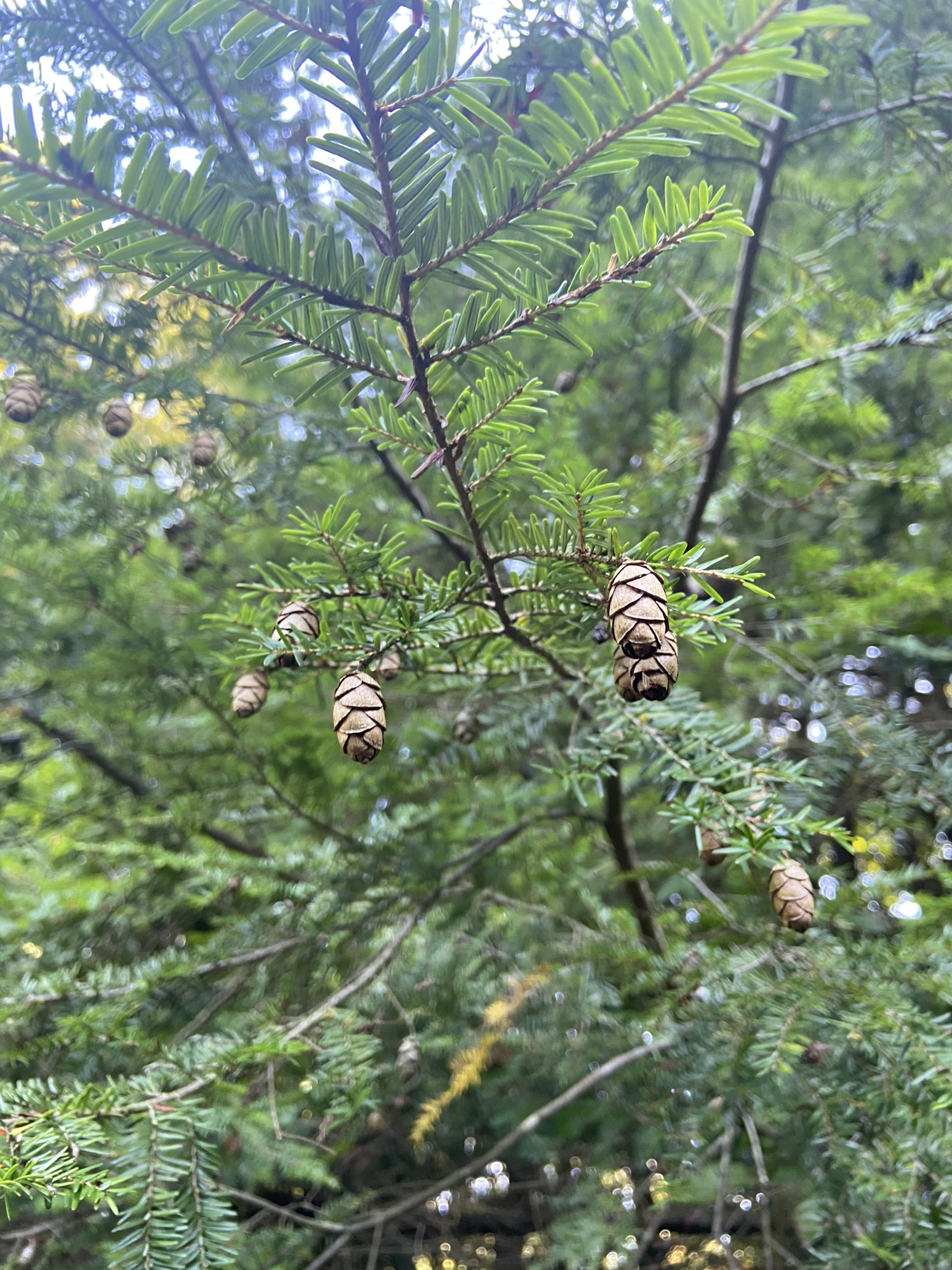 Deep Woods, the Appalachian Gametophyte, and Ohio Geobotany – Lizzy's ...