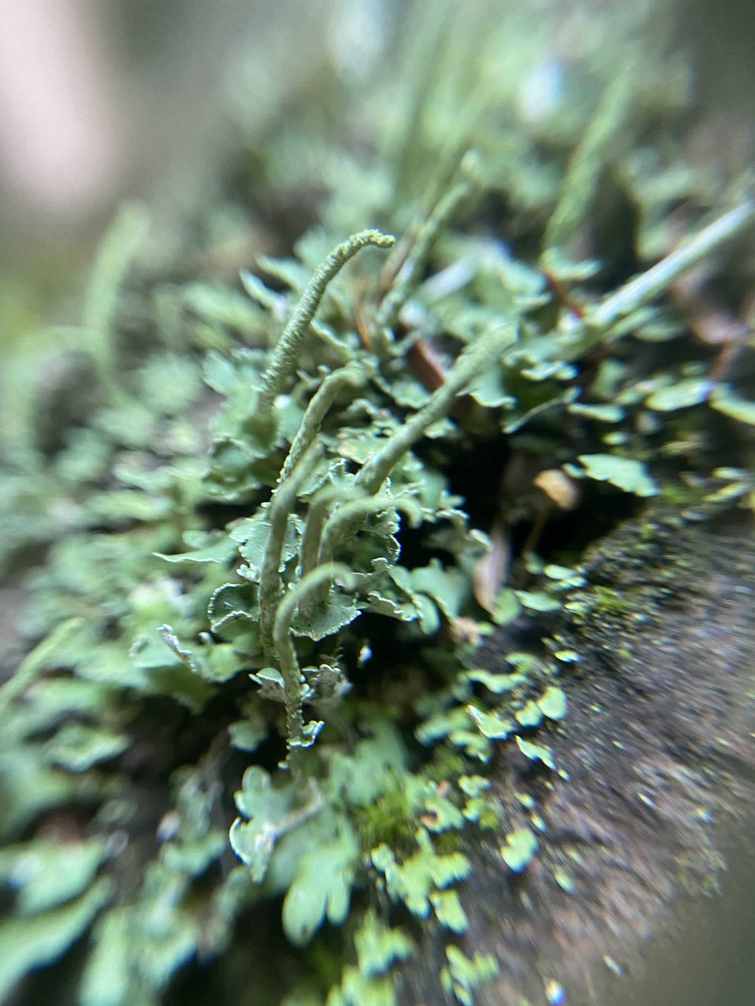 Deep Woods, the Appalachian Gametophyte, and Ohio Geobotany – Lizzy's ...