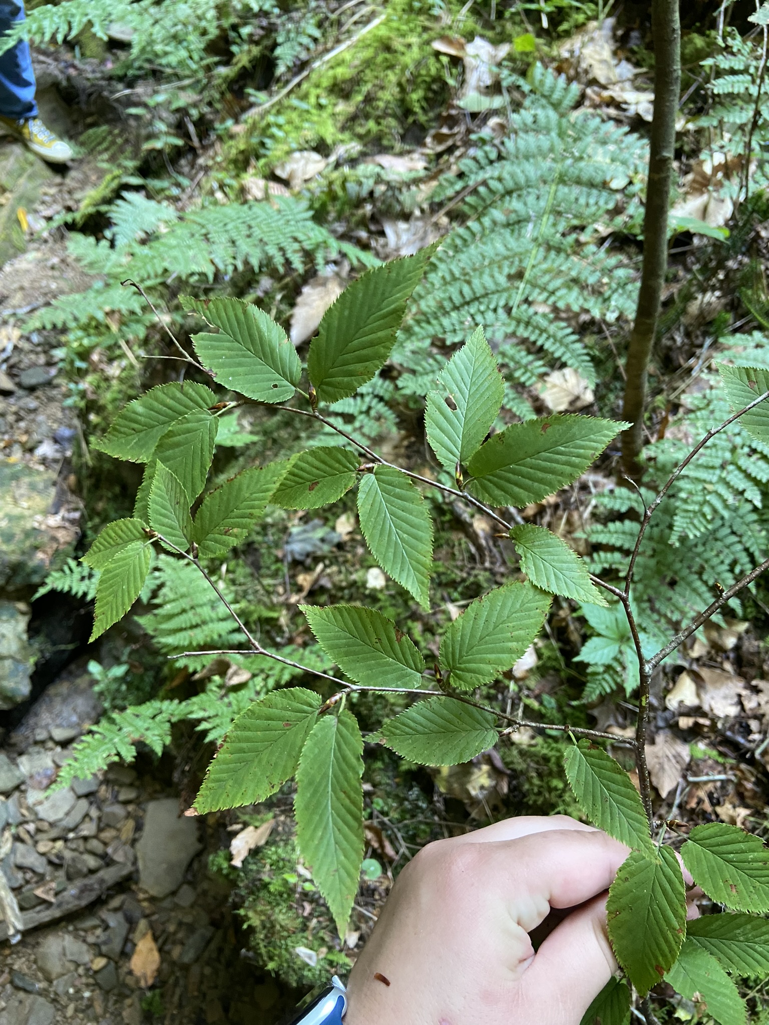 Deep Woods, the Appalachian Gametophyte, and Ohio Geobotany – Lizzy's ...
