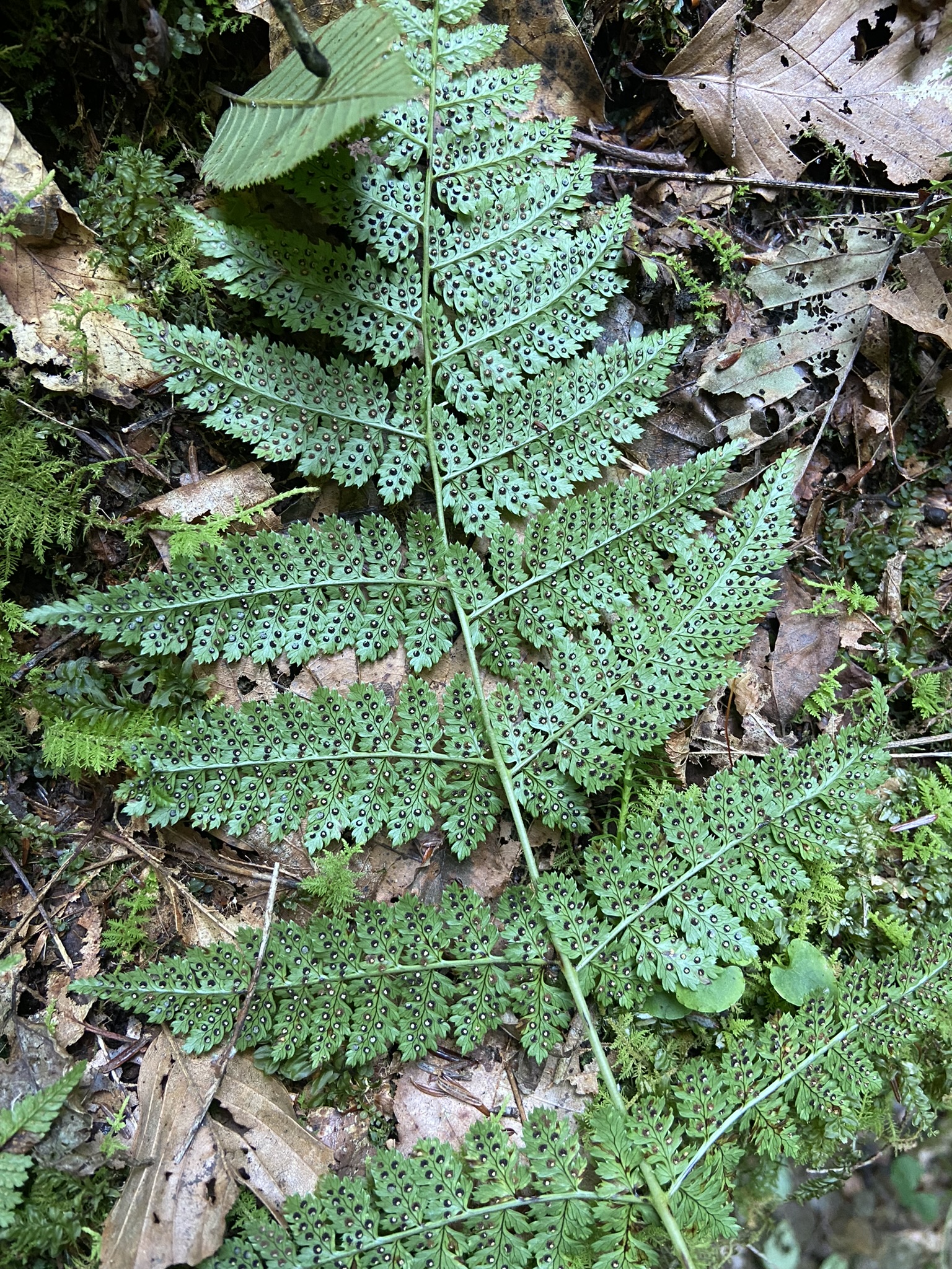 Deep Woods, the Appalachian Gametophyte, and Ohio Geobotany – Lizzy's ...