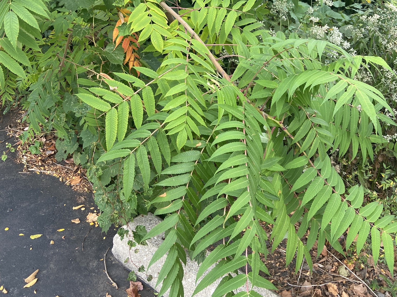 Lower Olentangy Ecosystem Restoration Plants – Lizzy's Ohio Plants Website